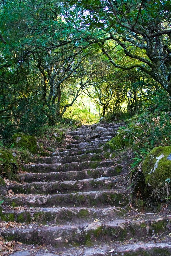 Forest Steps stock photo. Image of woods, fall, path, forest - 33480