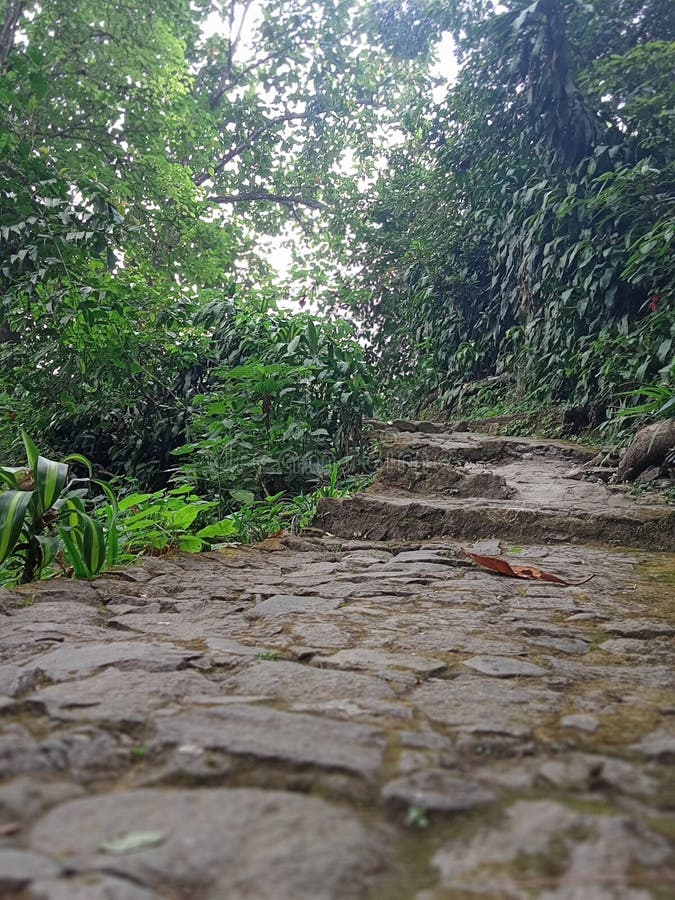 Steps in the forest stock image. Image of forest, steps - 288955315