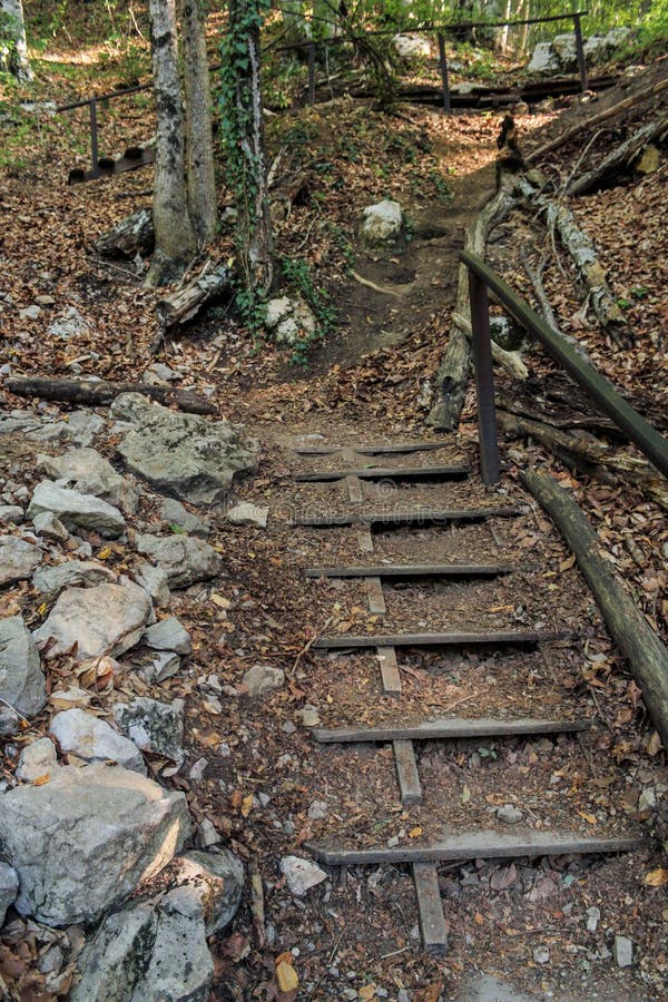 Steps on a forest path stock image. Image of stones - 216887521