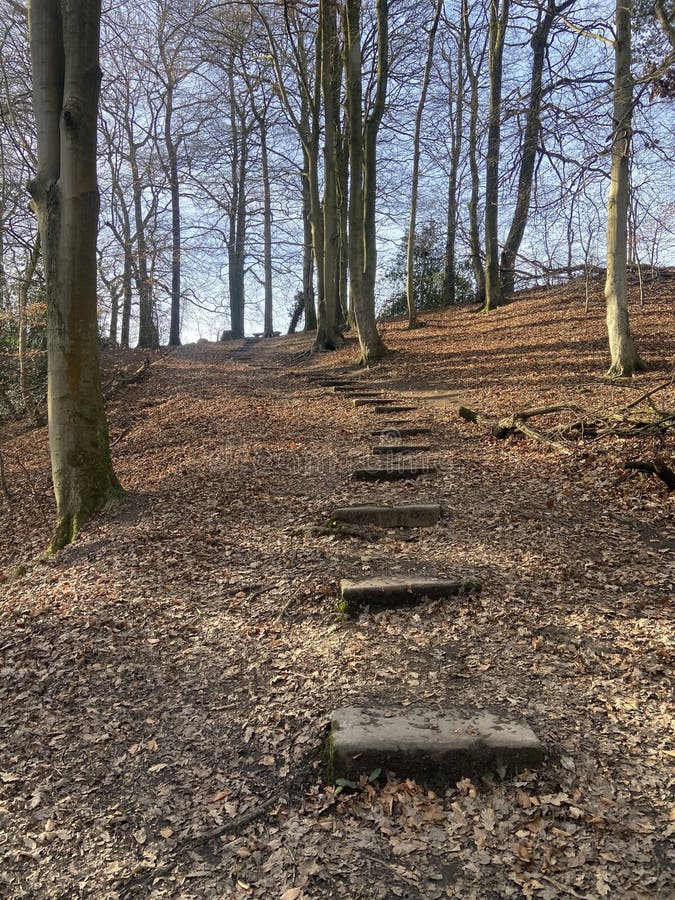 Steps in forest stock photo. Image of track, bank, trunk - 269683908
