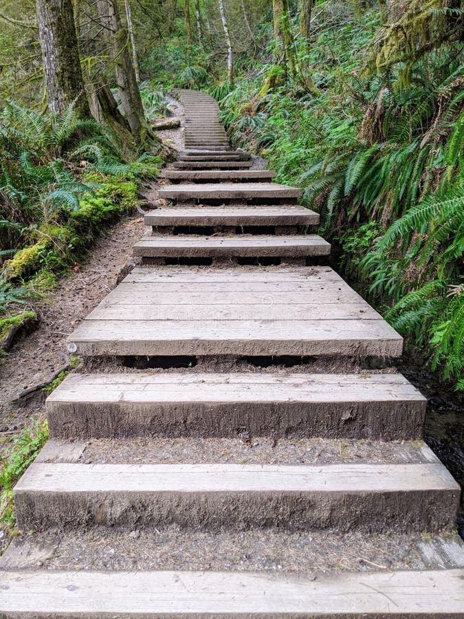 Steps in a forest stock image. Image of lane, ferns - 246402615