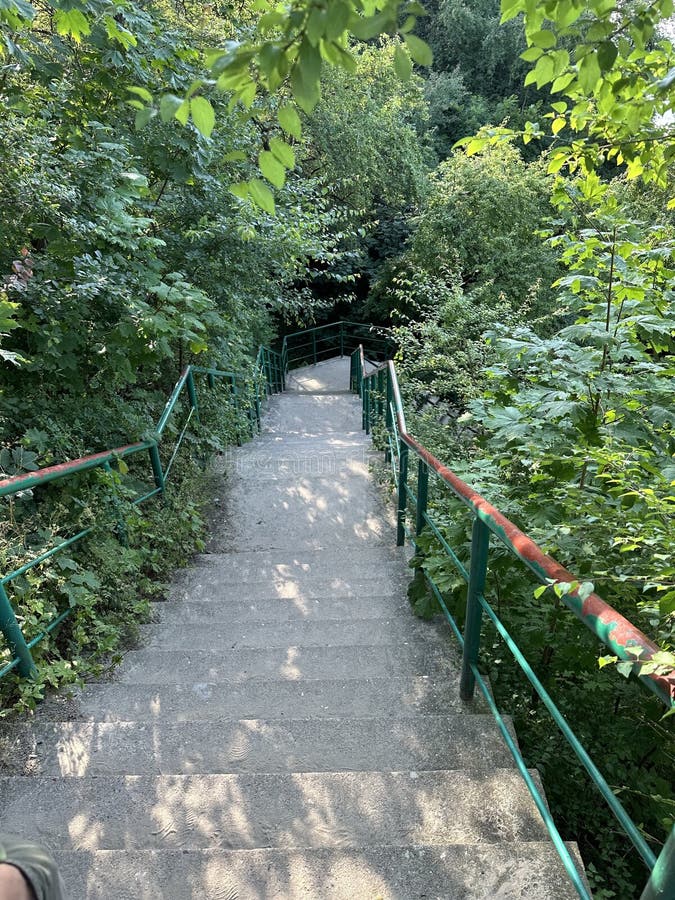 Steps in the Middle of the Forest Stock Image - Image of steps, green ...