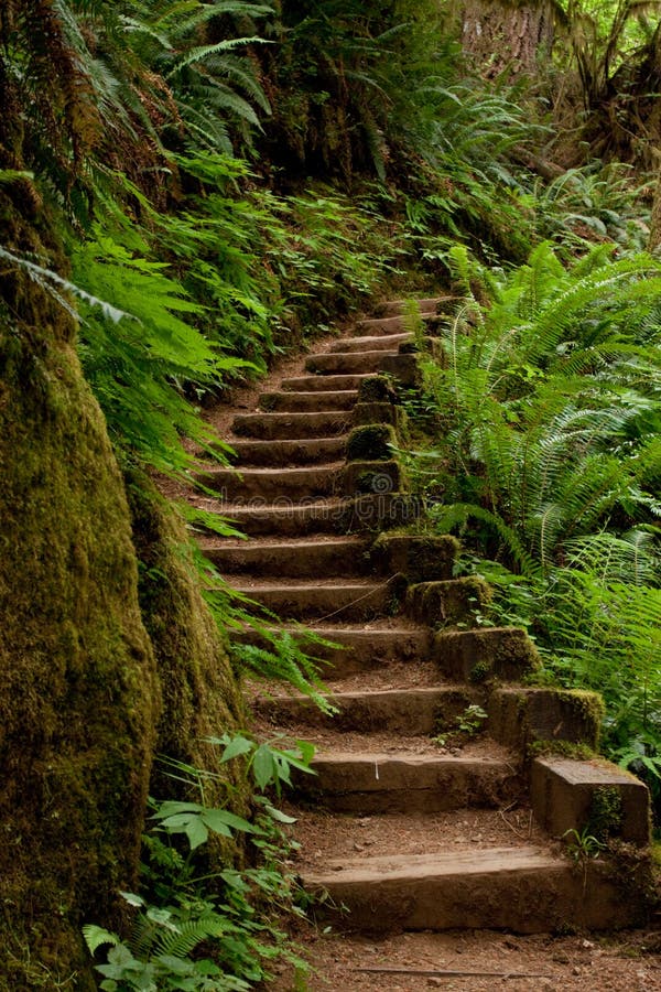 Steps Going Up in the Forest Stock Image - Image of wilderness, nature ...