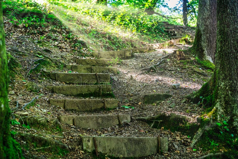 Steps Going Up a Woodland Hillside. Stock Image - Image of trees ...