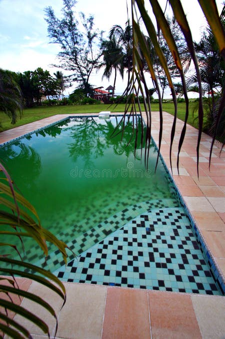 Steps into Green Swimming Pool Stock Photo - Image of casuarina, house ...