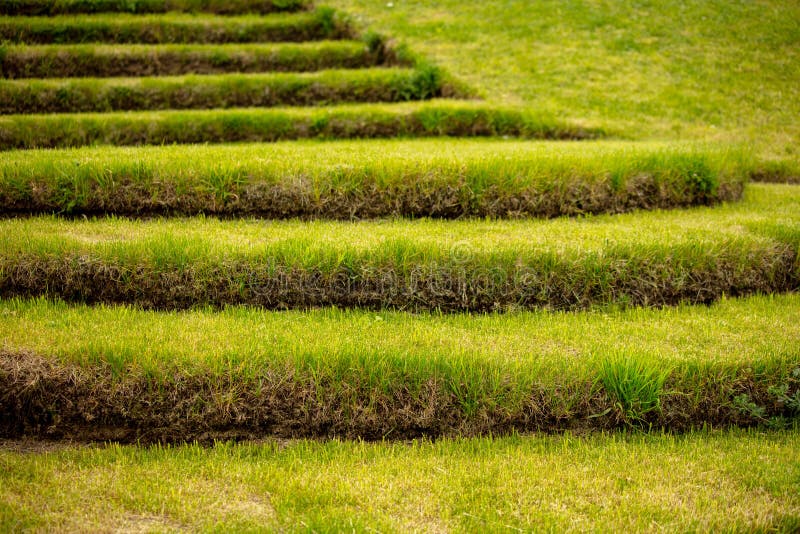 Steps on the Ground from the Grass of the Lawn. Stock Image - Image of ...