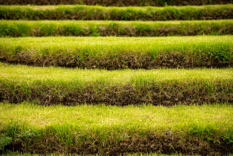 Steps on the Ground from the Grass of the Lawn. Stock Image - Image of ...