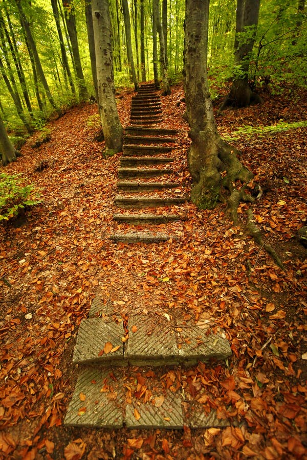 260+ Steps forest Free Stock Photos - StockFreeImages