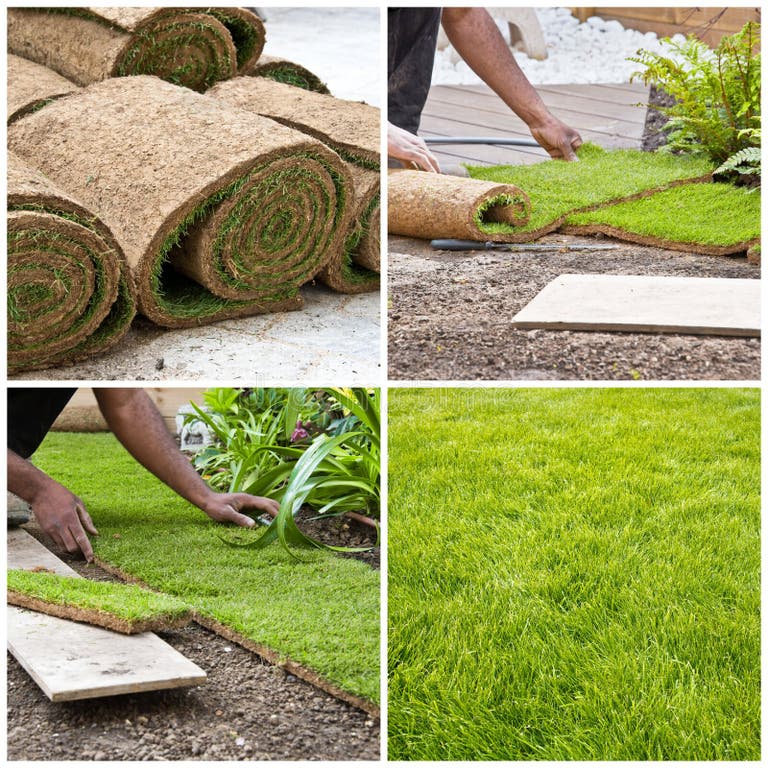 Steps of Installing Rolls of Grass in a Garden Stock Photo - Image of ...