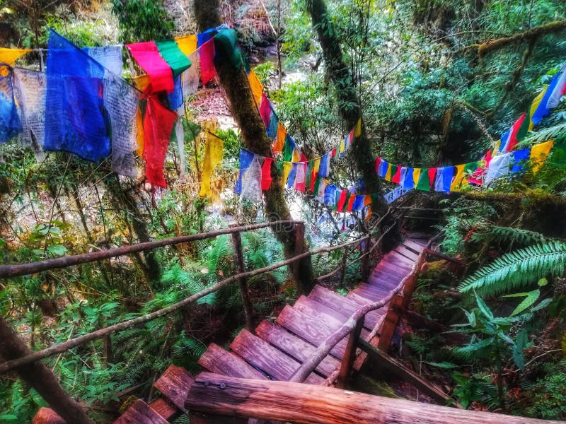 Steps of nature stock image. Image of steps, wooden - 145457609