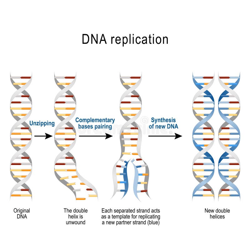 5+ Dna replication Free Stock Photos - StockFreeImages