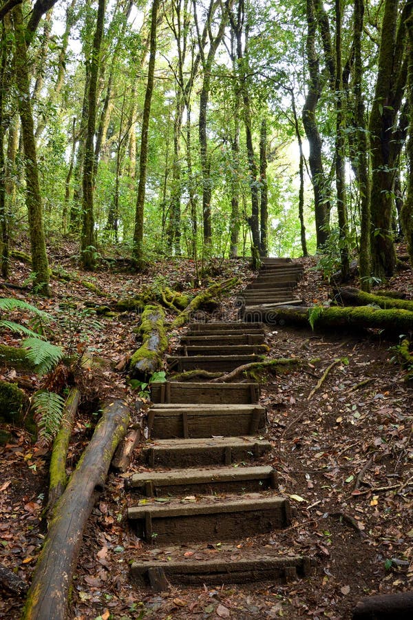 Steps Ot Wooden Stair in the Forest Stock Photo - Image of forest ...