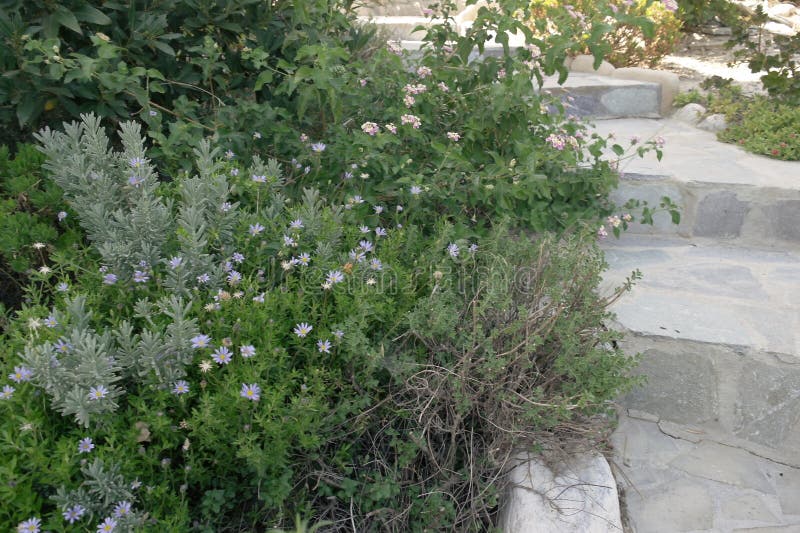 Steps in the Park on a Sunny Summer Day Stock Photo - Image of forest ...