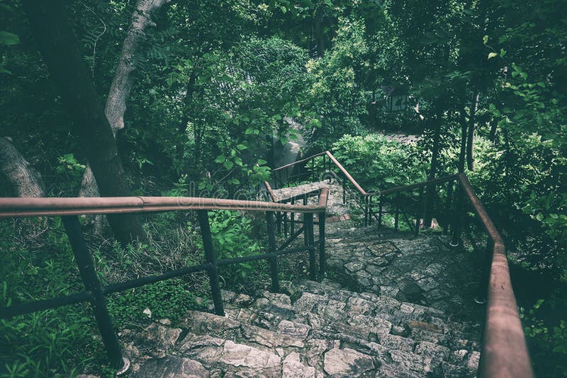 The steps stock photo. Image of nature, green, landscape - 253948052