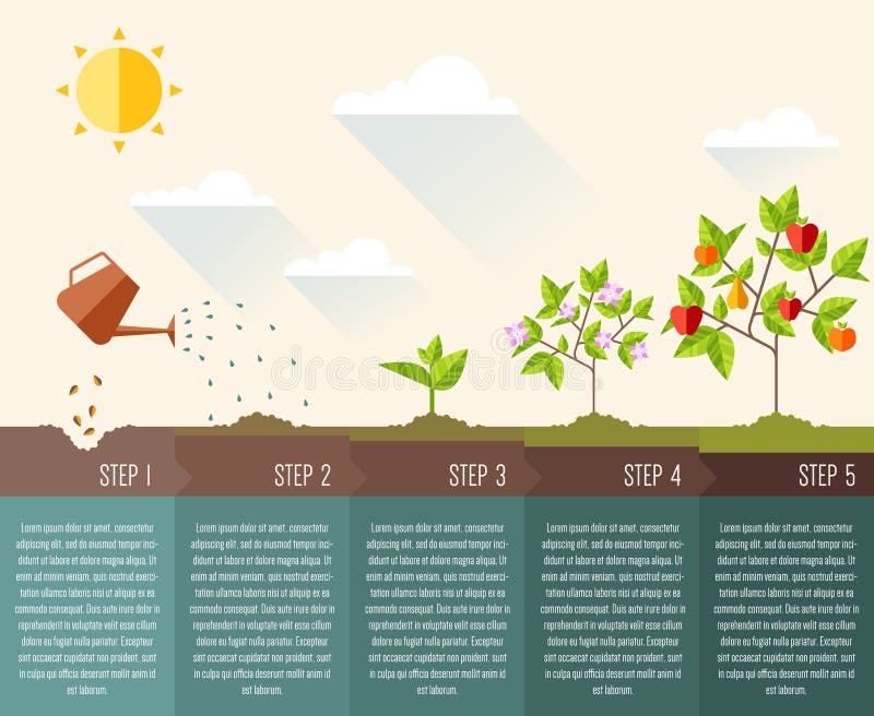Steps of Plant Growth. Timeline Infographic Design Stock Vector ...