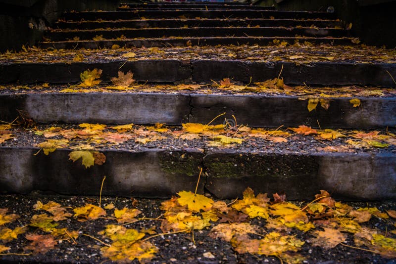 Steps after Rain with Yellow Leafs Stock Image - Image of lawn ...