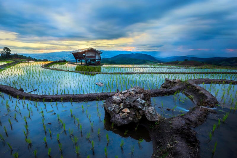 Steps rice field stock image. Image of formation, culture - 32761527