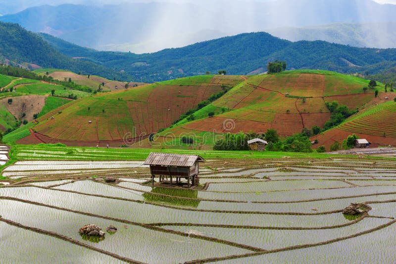 Steps rice field stock photo. Image of irrigation, east - 32761336