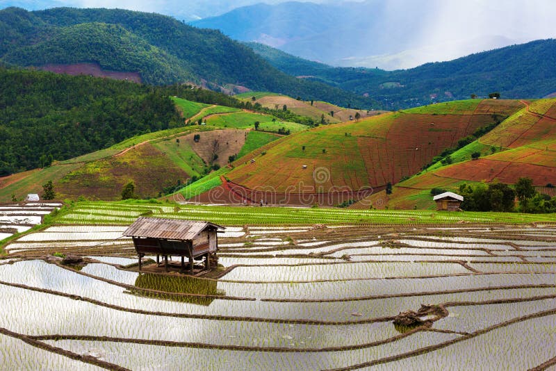 Asian steps rice field stock photo. Image of field, grains - 34546488