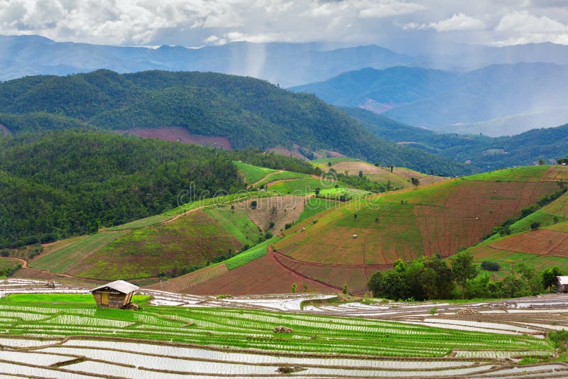 Steps rice field stock photo. Image of asian, plant, cultivation - 32761400