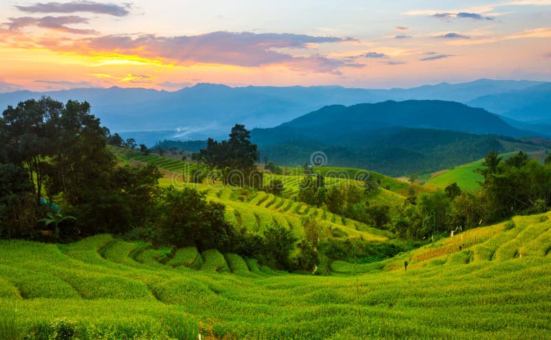 Steps rice field on sunset stock photo. Image of nature - 35614010