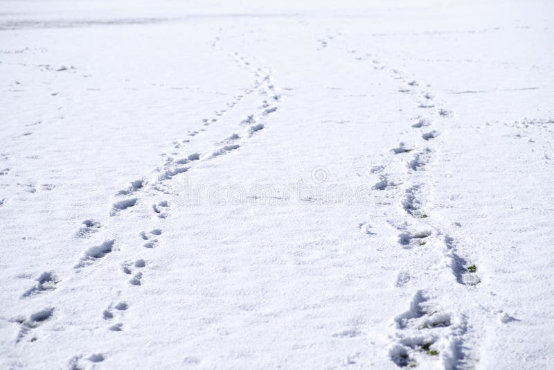 Steps in snow stock image. Image of white, follow, walking - 272347335