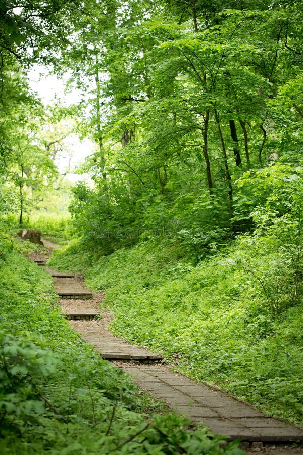 Steps in the spring park stock image. Image of plant - 141642159