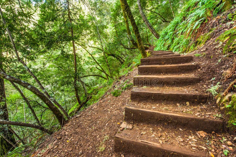 Steps on a Steep Hillside in Forest Area Stock Image - Image of uphill ...