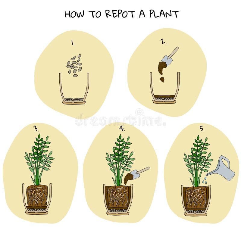 Transplanting Steps Stock Illustrations – 10 Transplanting Steps Stock ... Transplanting Steps Stock Illustrations – 10 Transplanting Steps Stock ...