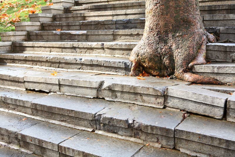 Steps and tree stock image. Image of power, stem, history - 3991659