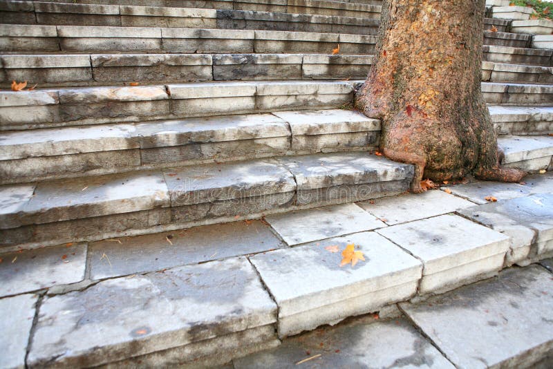 Steps And Tree Picture. Image: 3991694