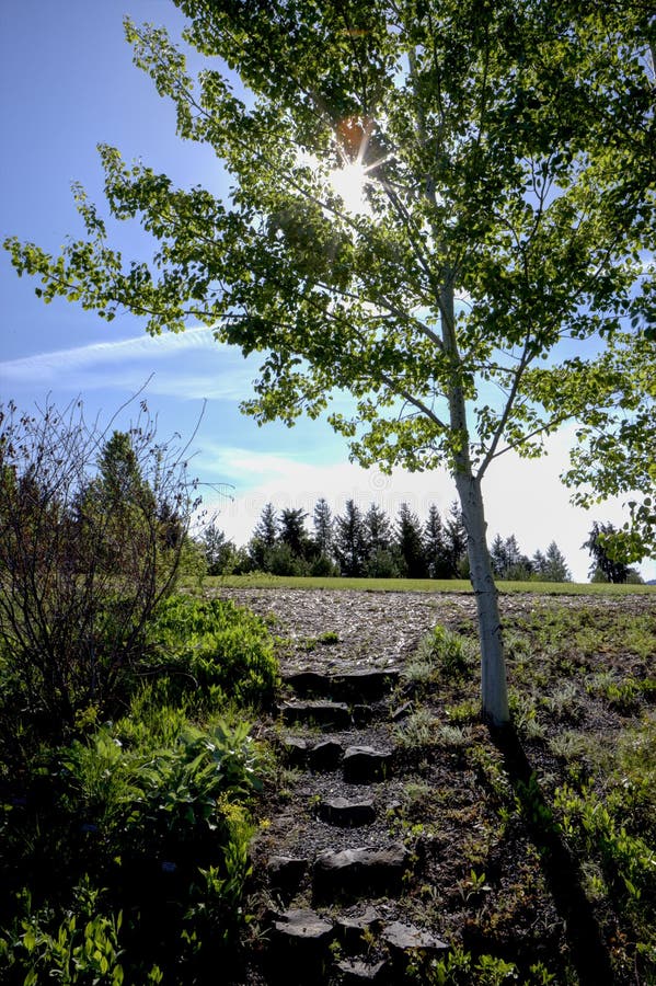 Steps by tree. stock image. Image of park, color, background - 54484793
