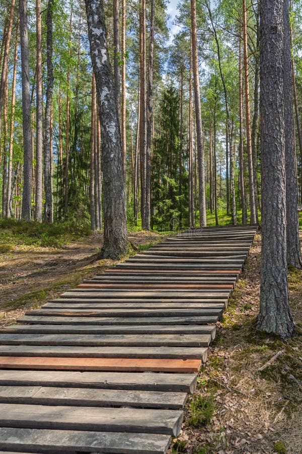 Steps Up in a Light Forest between Pine Trees Stock Photo - Image of ...