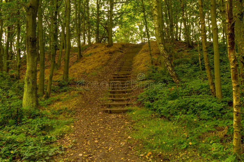 Steps in the woods stock photo. Image of hill, scenic - 34499722