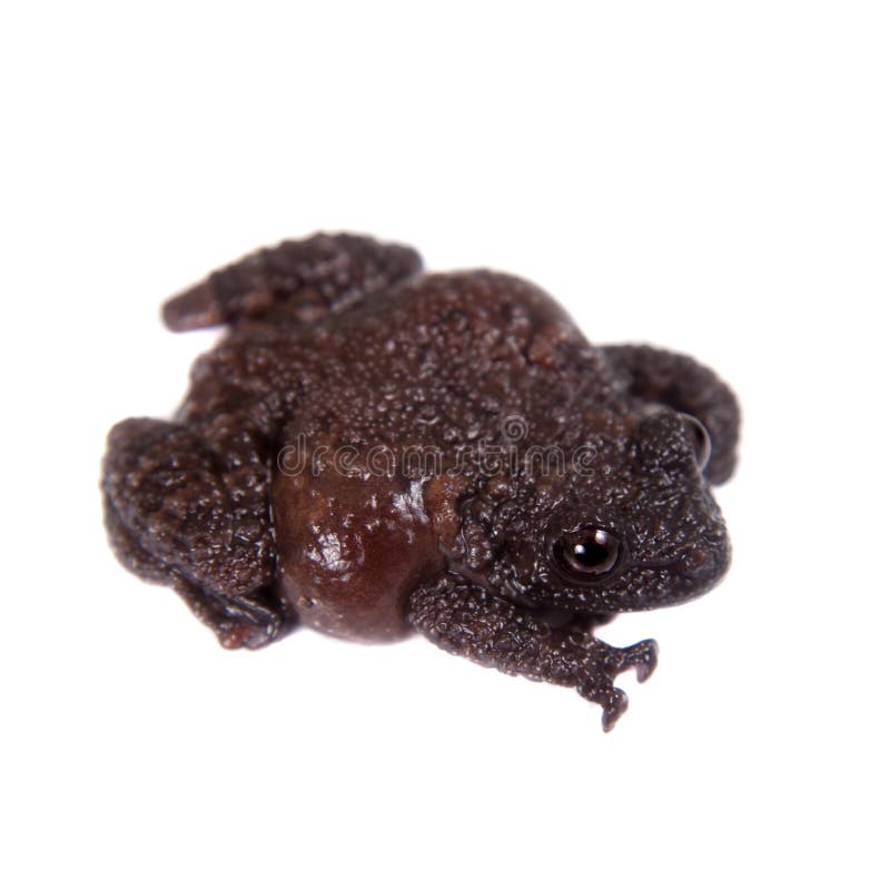Stellatum Amfibie Kluit-omhooggaand Van Chantaburi Warted Treefrog ...