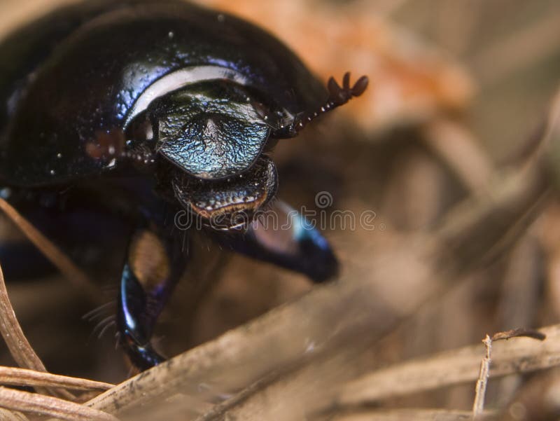 Lo Stercorarius Di Geotrupes, O Gli Scarabei Stercorari Dell'terra ...