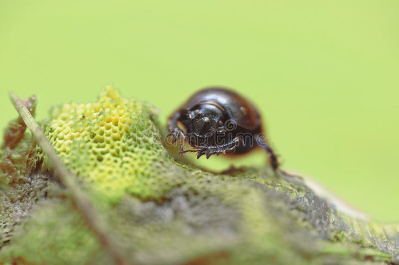 Lo Stercorarius Di Geotrupes, O Gli Scarabei Stercorari Dell'terra ...