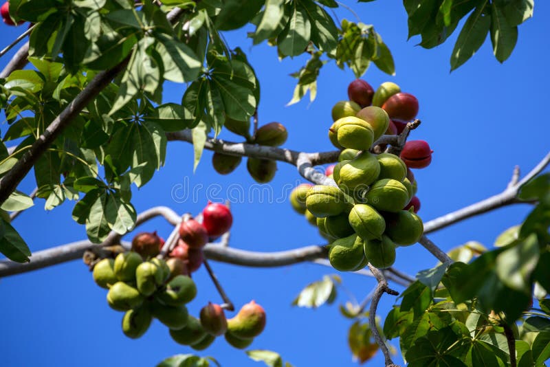 Sterculia Foetida Tree in Garden. Stock Photo - Image of fruit, harvest ...