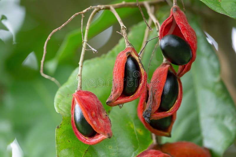 Sterculia Monosperma, Thai Chestnut, Red Chestnut on Tree Stock Photo ...