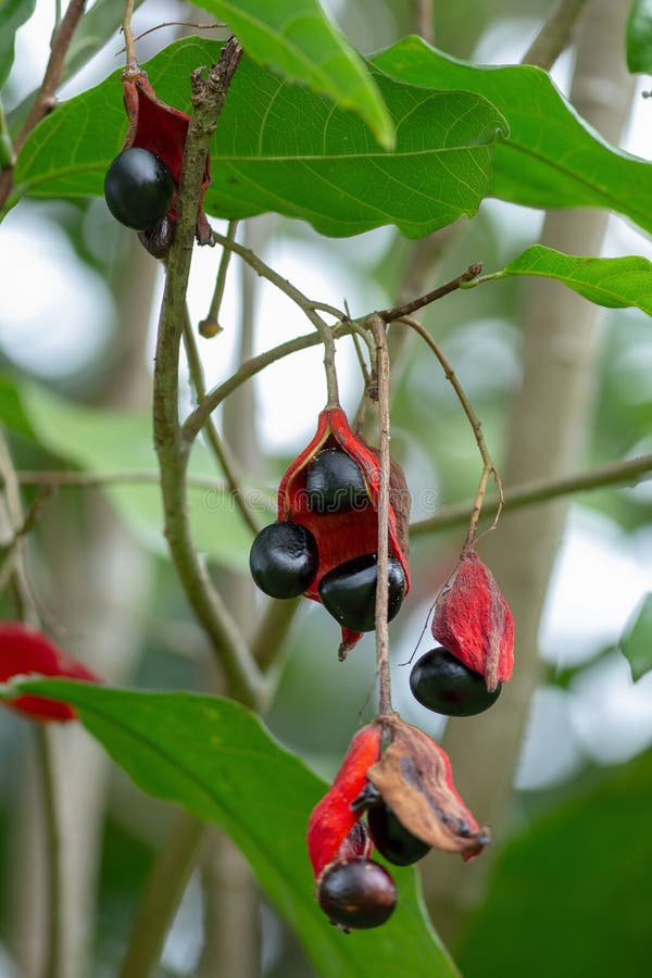 Sterculia Monosperma, Thai Chestnut, Red Chestnut on Tree Stock Photo ...