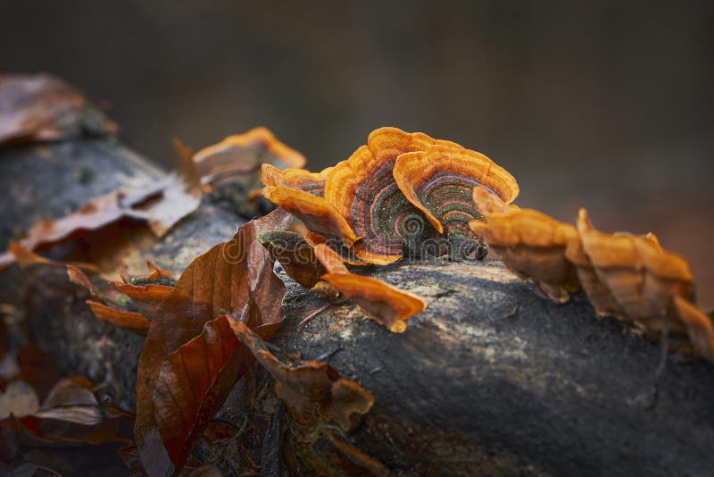 Stereum subtomentosum stock image. Image of fungi, multi - 255228639