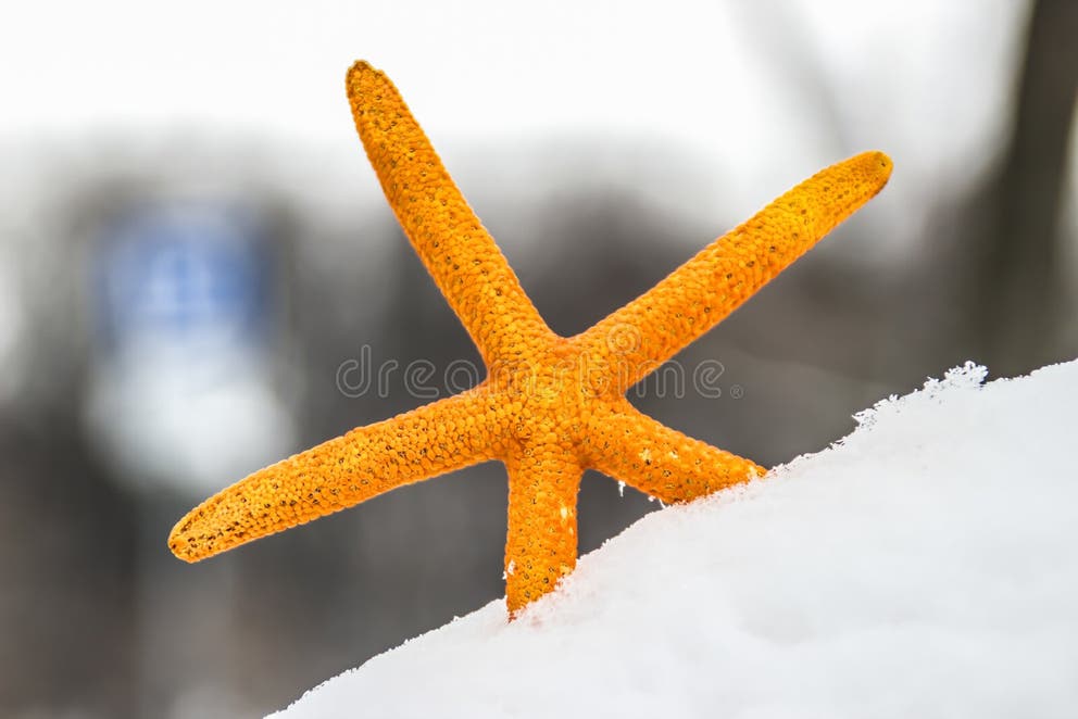 Sterfish stock photo. Image of snow, extraordinary, rough - 65708656