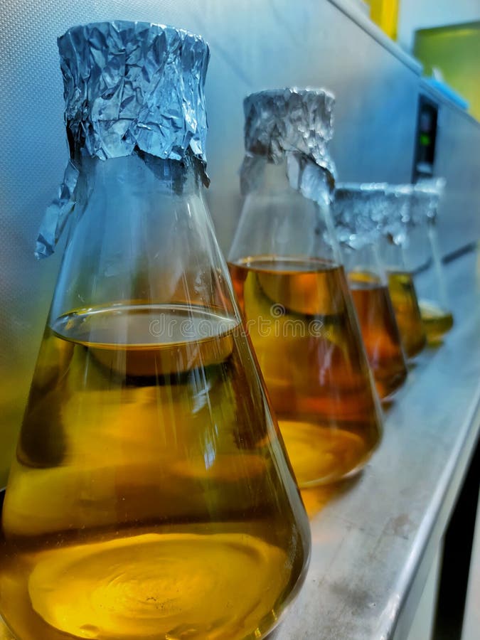 Sterile Media in Erlenmeyer Stock Image - Image of sterilazation ...