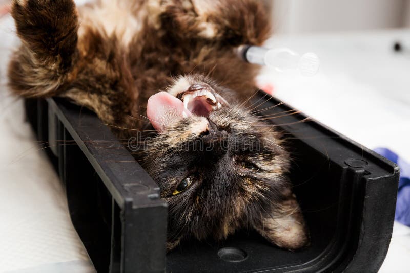 Sterilization of a Cat. Muzzle of a Cat Close-up with Protruding Tongue ...