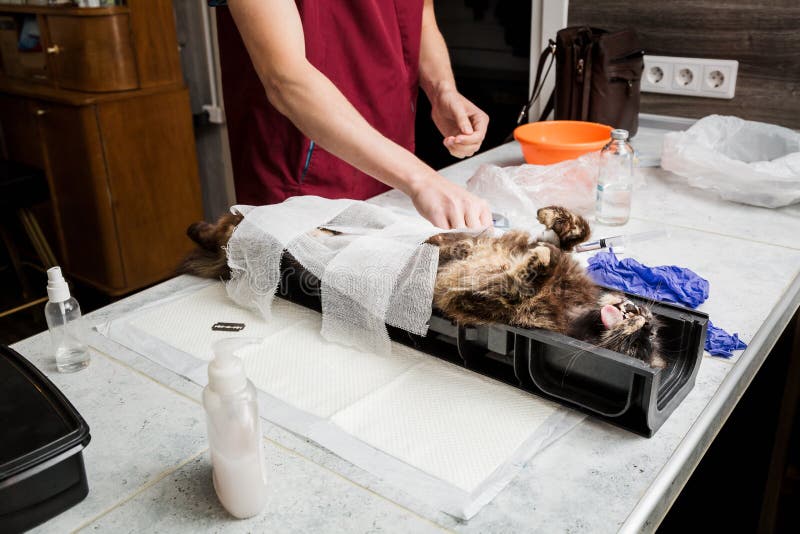 Sterilization of a Cat. Preparation for Abdominal Surgery Stock Image ...