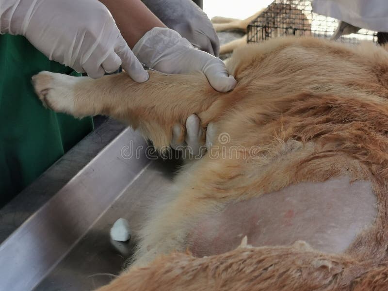 Sterilization of dogs stock image. Image of contraceptive - 208105165