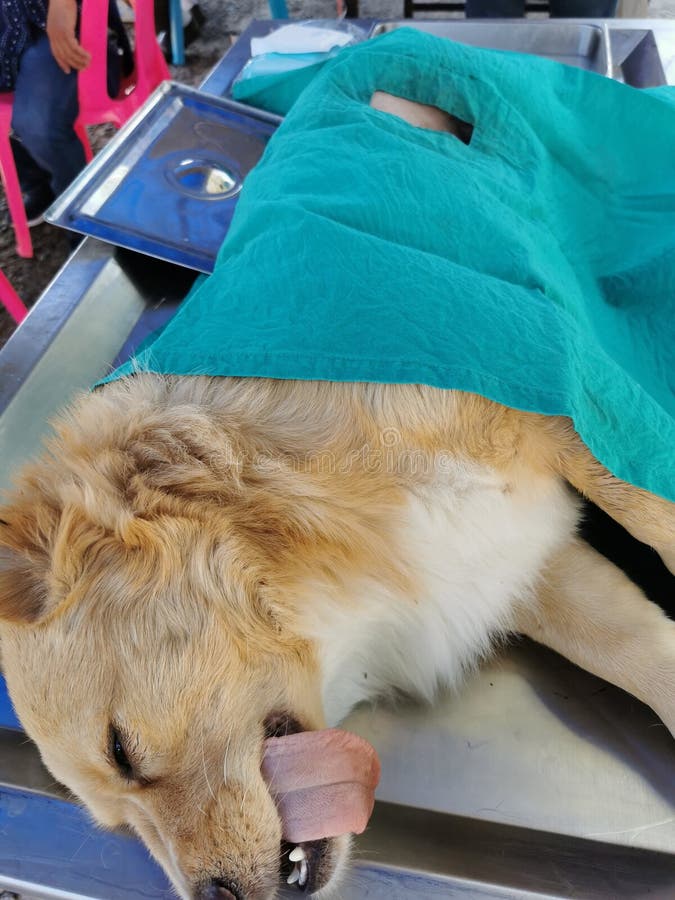 Sterilization of dogs stock photo. Image of domestic - 208105198