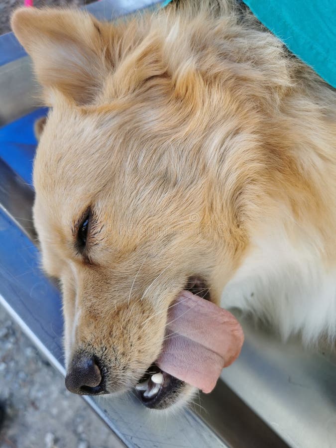 Sterilization of dogs stock photo. Image of animal, needle - 208105196