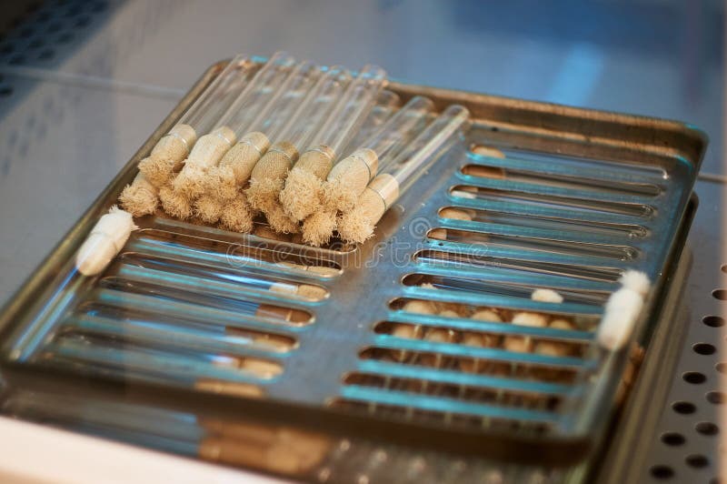 Sterilization of Test Tubes in a Dry-burning Cabinet Stock Image ...