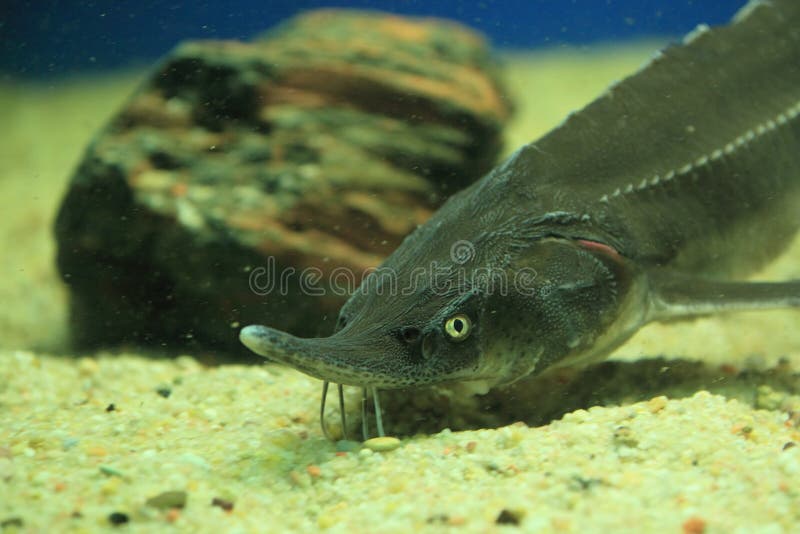 Sterlet stock photo. Image of eurasian, common, fish - 27703598